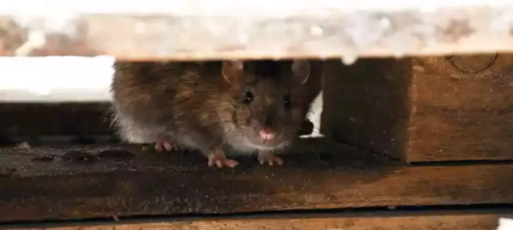 How to Prevent Rodents From Getting Into Your Home | PMSI Pest ...